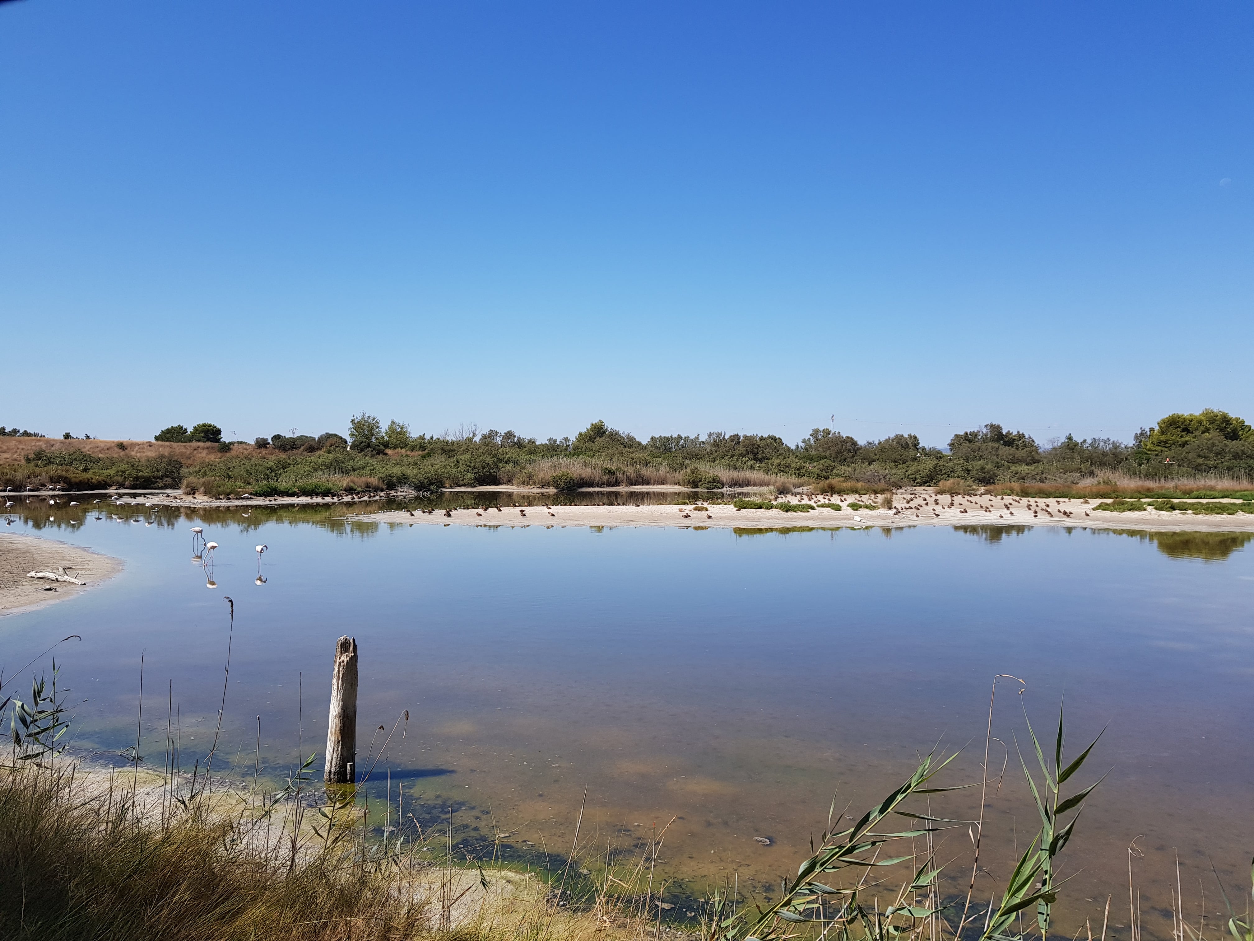Centrul Racó de L'Olla, Albufera, în vizită la flamingo - Valenciana.ro