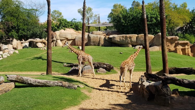 Bioparc Valencia - în vizită la animale sălbatice din Africa ...